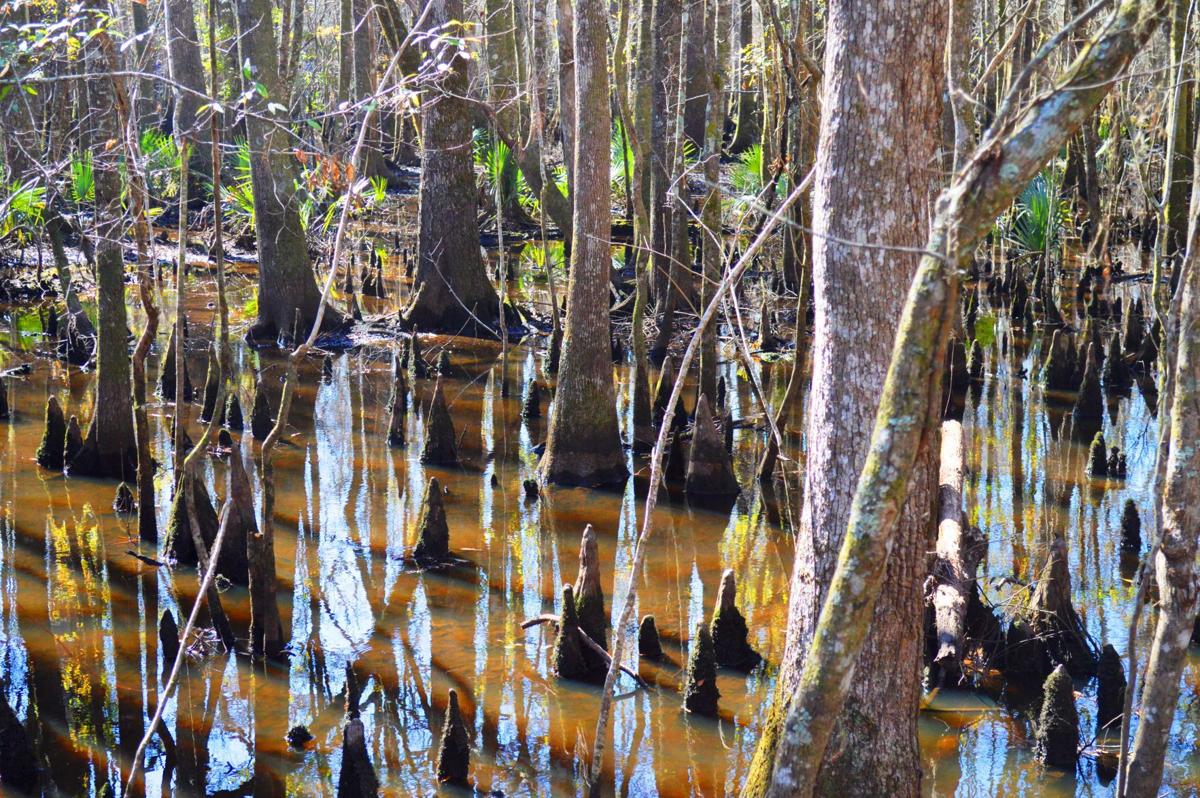 Four Hole Swamp Cultural Heritage Day at Beidler Forest | News ...