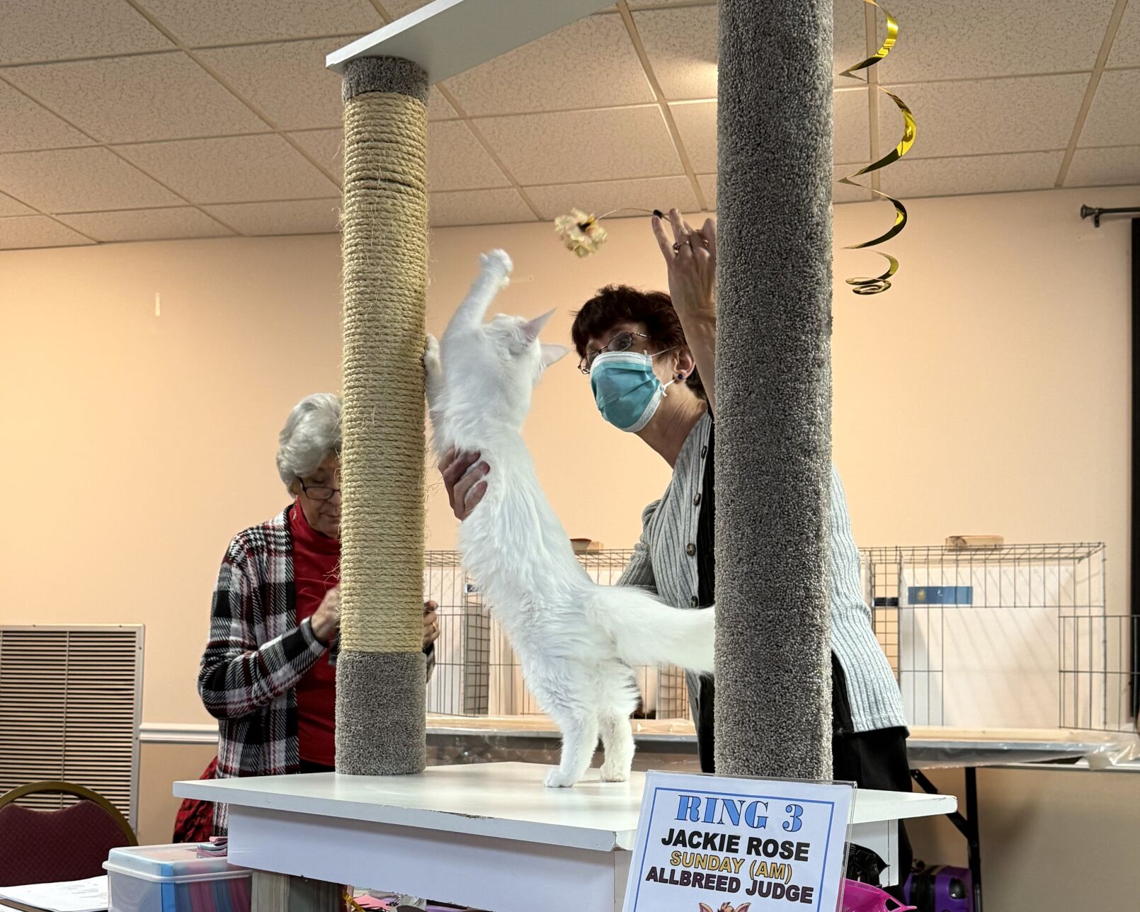 Cattyshack Cats hosts first cat show of the year