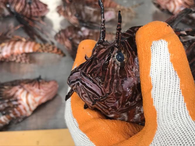 Chefs showcase lionfish cooking techniques at SC Aquarium JuLionfish ...
