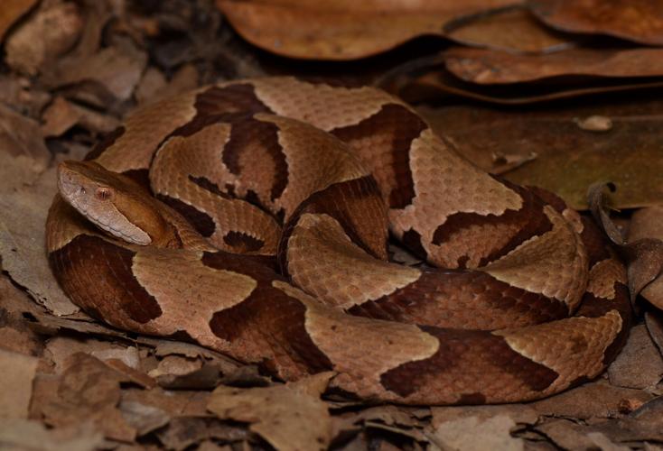 is copperhead dangerous