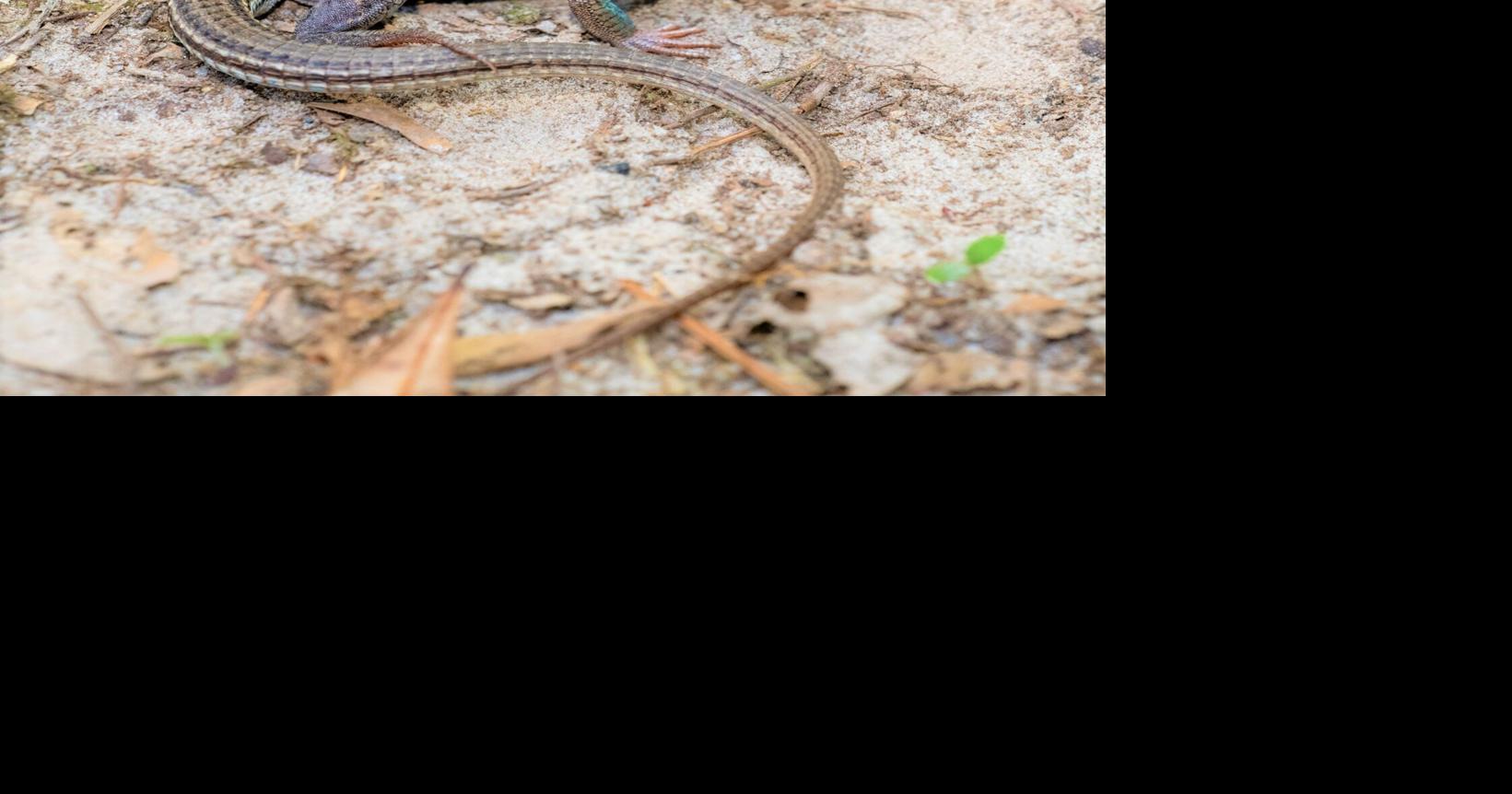 ECOVIEWS: Blue animals are biological oddities | Features ...