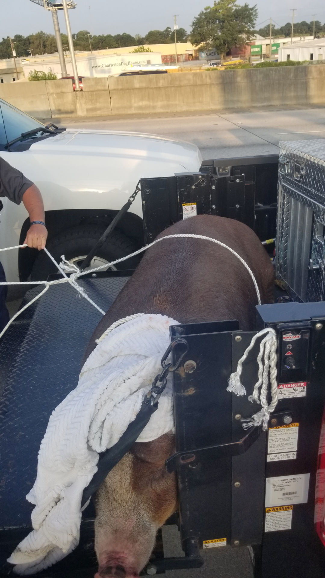 Injured 500-pound pig Babe looks 'a little brighter' after tumbling ...