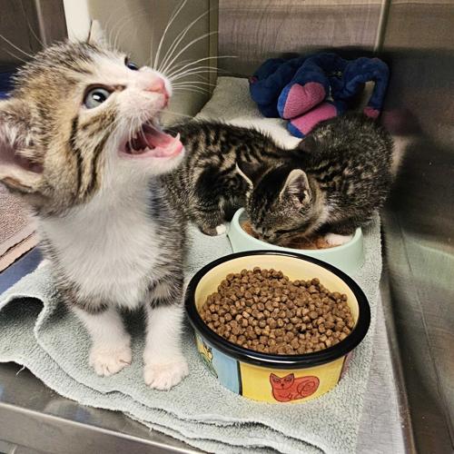 SPCA Albrecht Center offers tips for adopting a dog