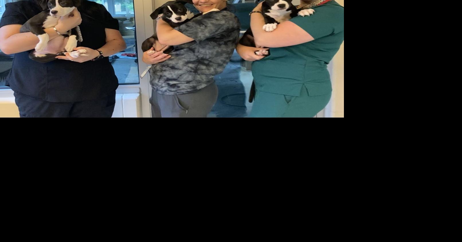 SPCA Albrecht Center offers tips for adopting a dog