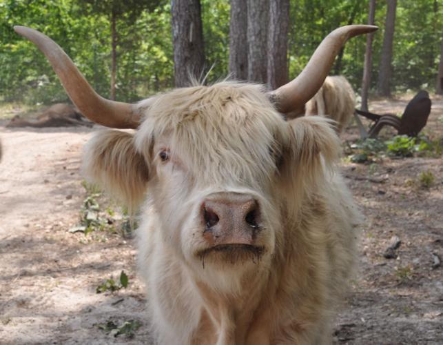 Exotic animals abound at Eudora Farms' drive-thru wildlife safari park
