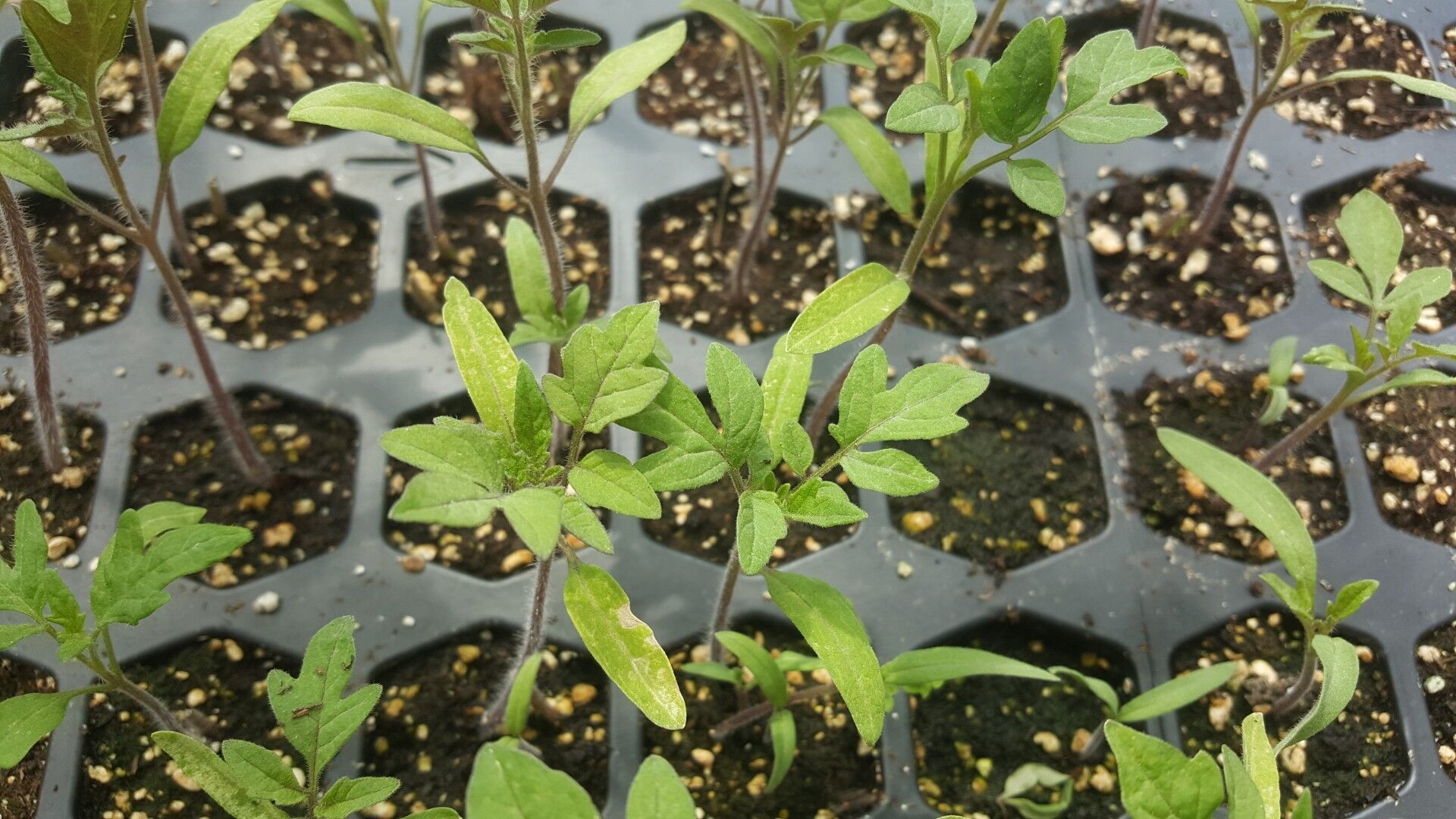 Greg Pryor shares when and how to start summer gardens