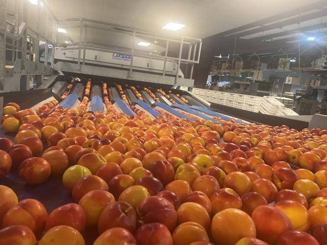 Titan Farms a giant among nation's growers of peaches