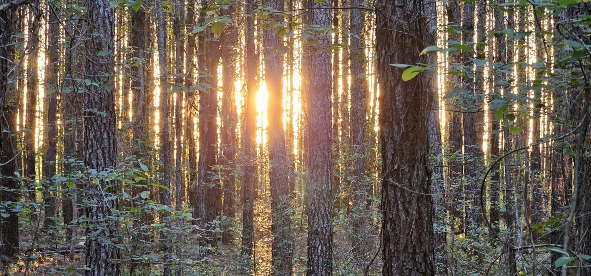 Georgetown County forest protected after $34.2 million sale