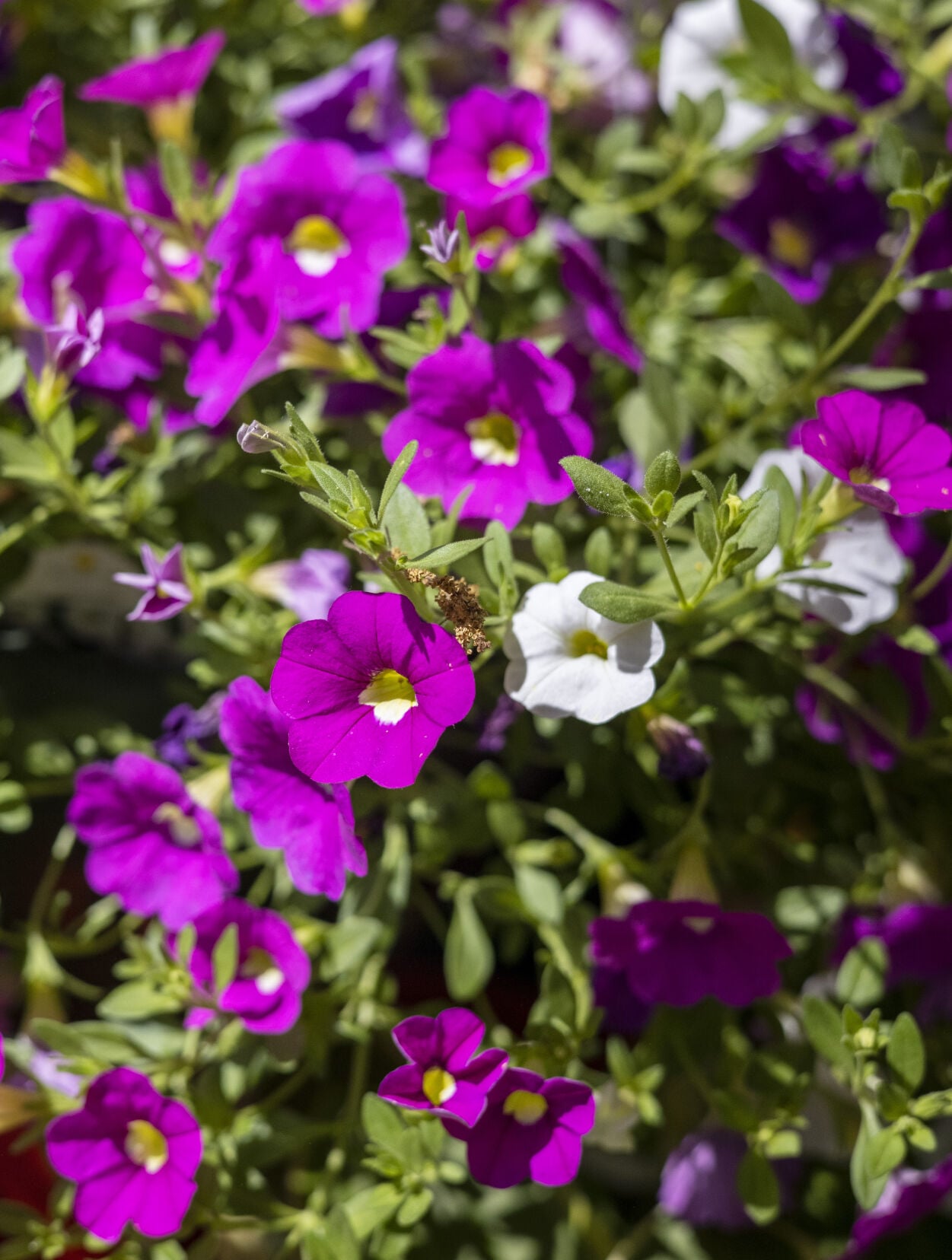 2 more days to attend Flowertown Festival in Summerville