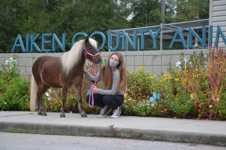 Local teen and her mini horse visit Aiken animal shelter to raise ...
