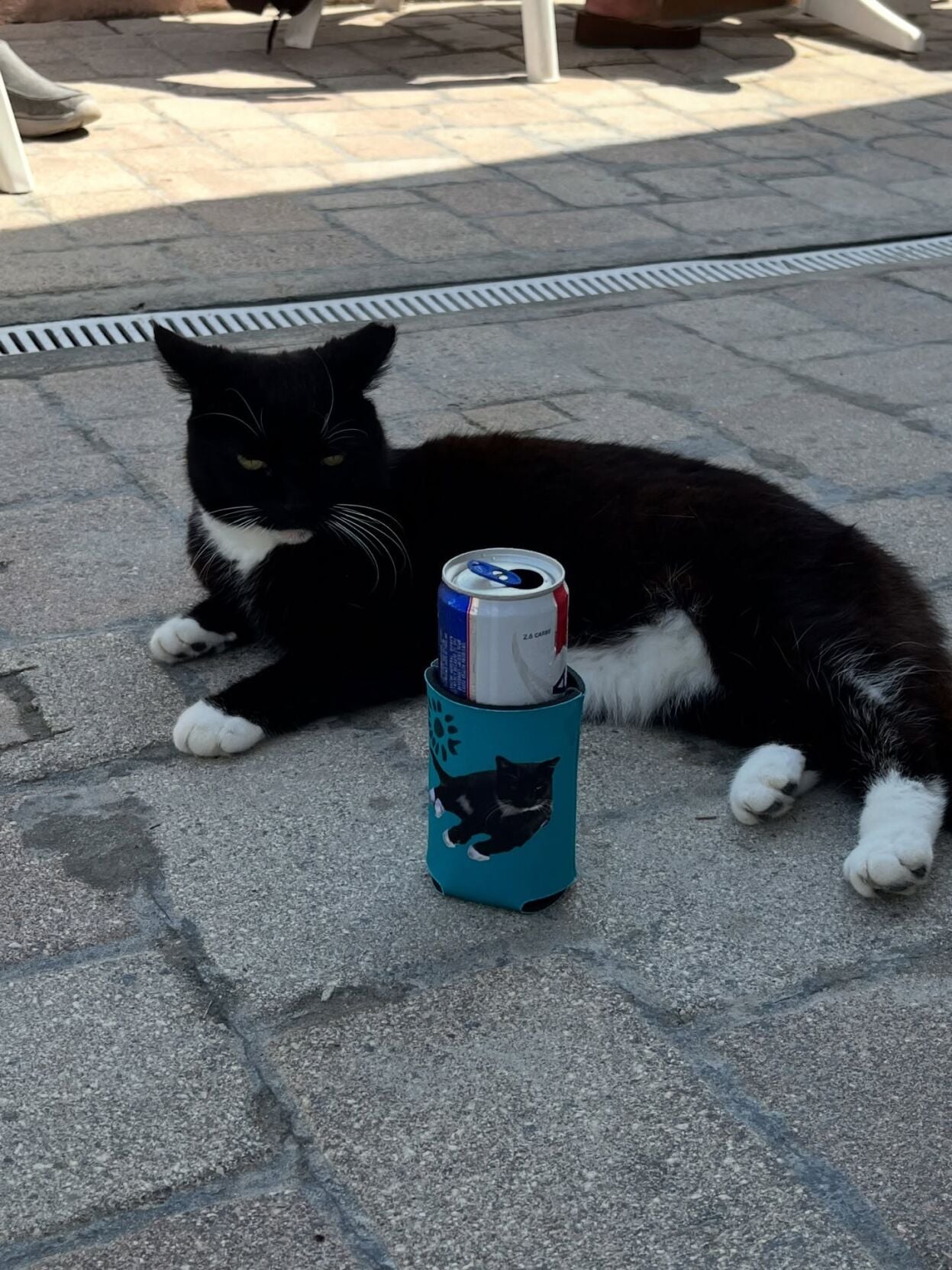 Myrtle Beach bar loses cat that was its mascot for 18 years