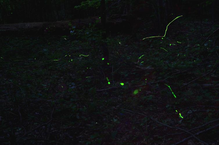 South Carolina fireflies face pressure from habitat loss | Special ...