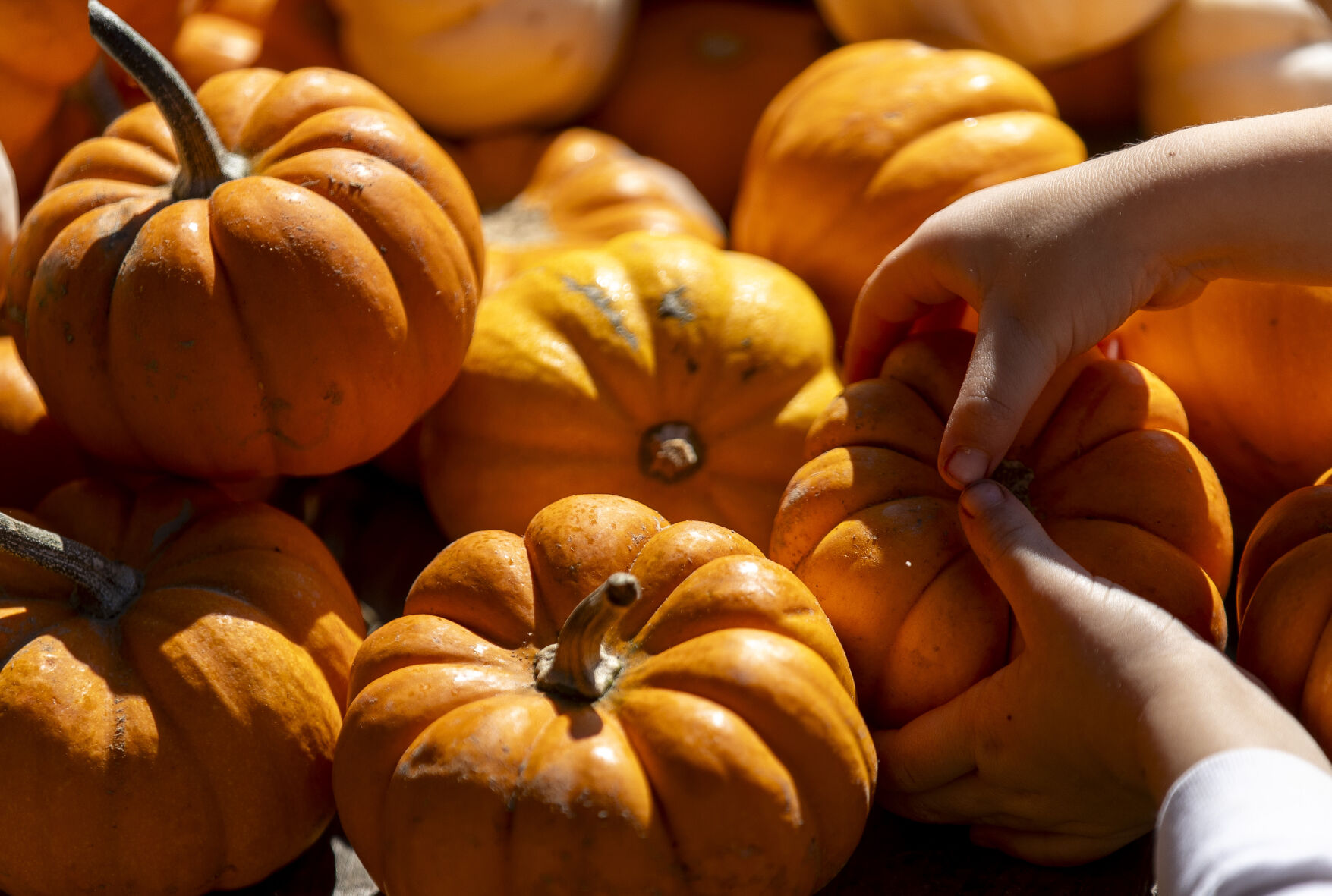 South Carolina Halloween activities and family fun this fall