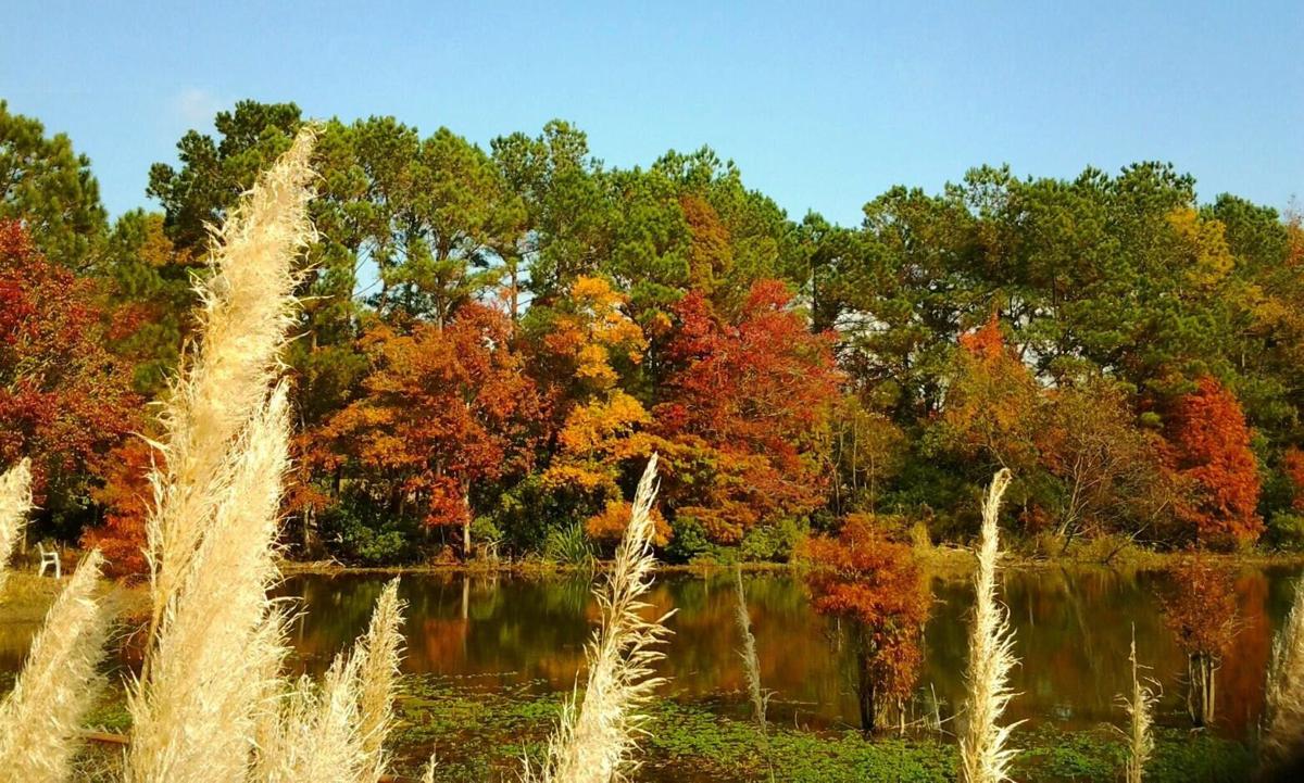 Reader photos: Fall in the Lowcountry | Your Photos | postandcourier.com