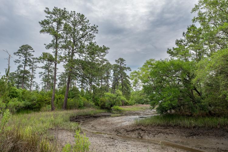 Photos: 2,700 acres of former Chelsea Plantation preserved