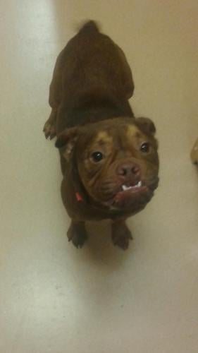 do pitbulls have ear problems