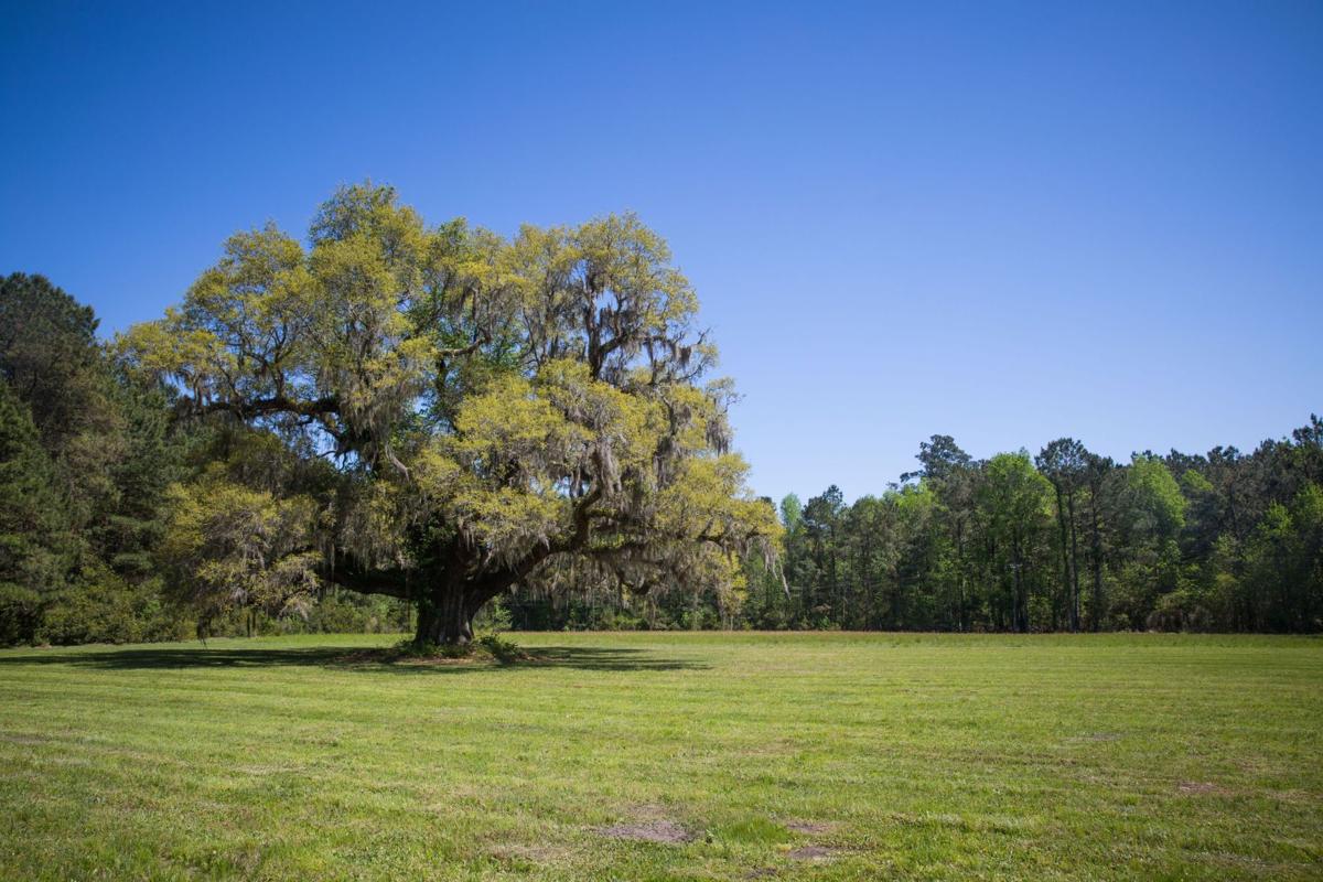 USC agrees to sell Wedge Plantation Wanna buy a plantation? Save a ...