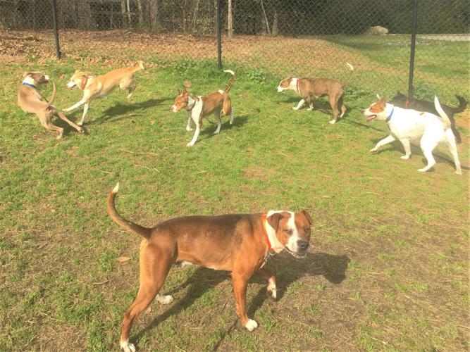 FOTAS: Group play sessions prepare County Shelter dogs for adoption