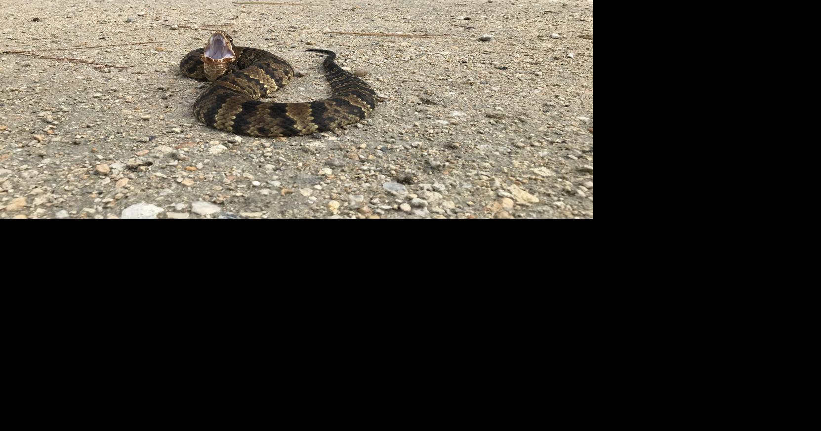SC residents turn to social media to identify snakes they encounter ...