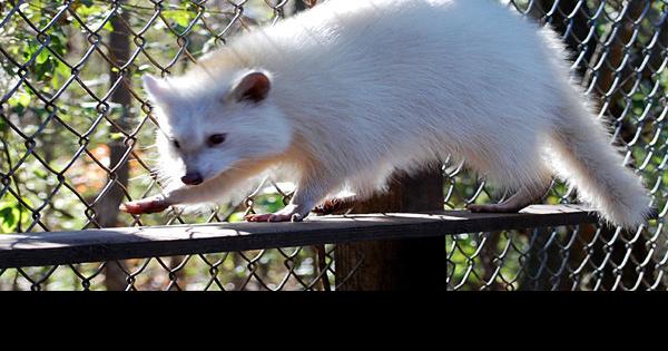 Visitors to Magnolia Plantation can see albino raccoons; contest to ...