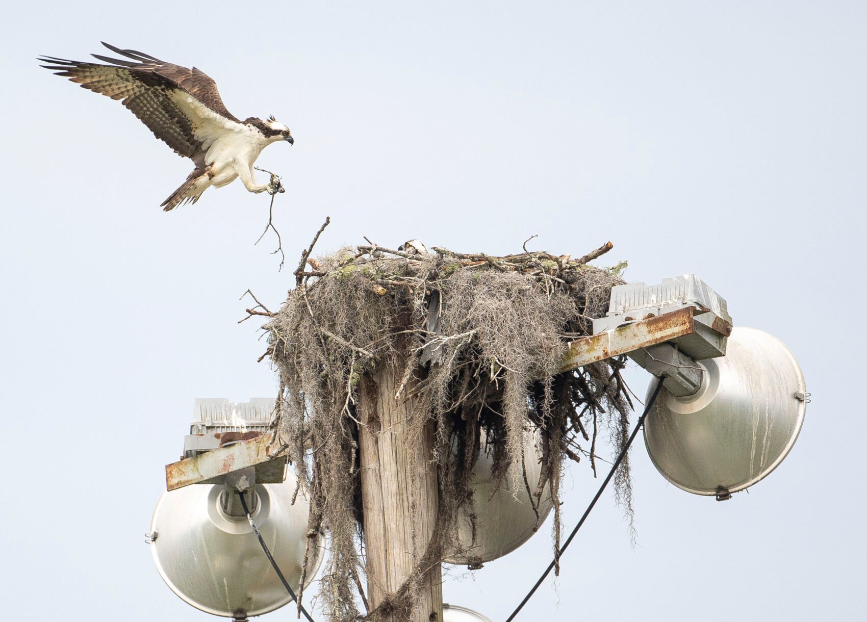 Oakbrook osprey faces nest relocation once eggs hatch | News ...