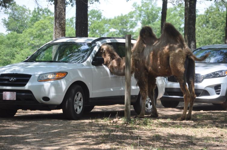 Safari park in Salley provides a family-friendly escape during ...