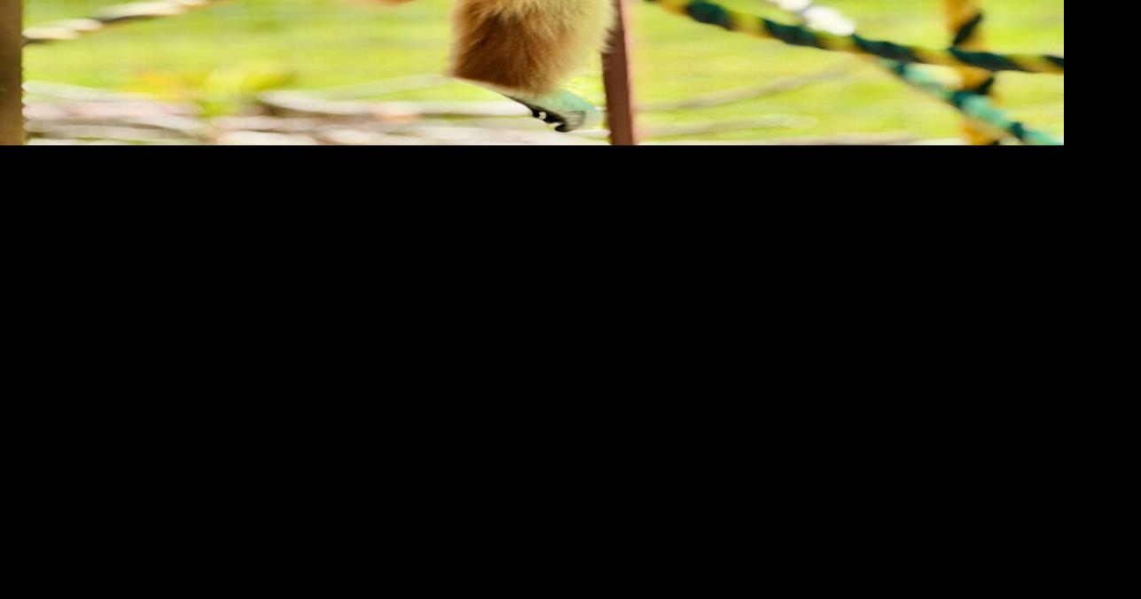 Failed firefighting equipment finds new life in primate sanctuary ...