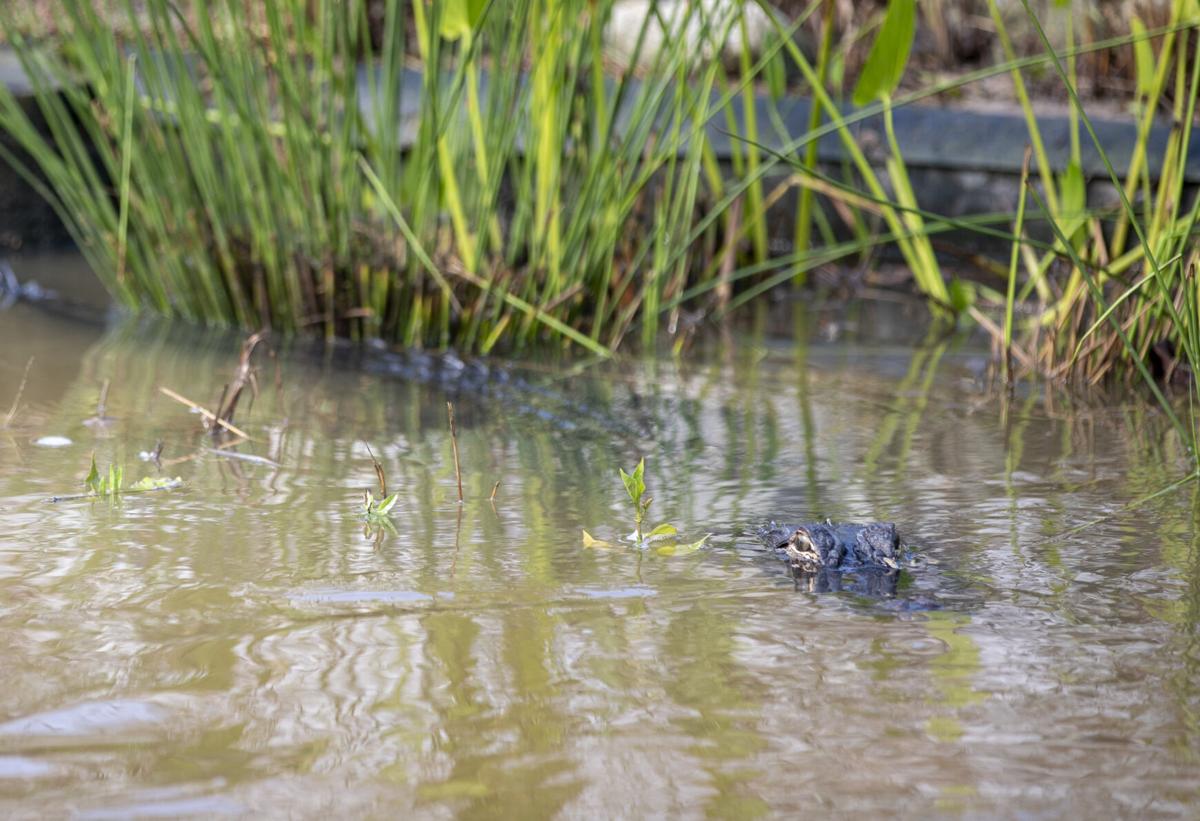 Have you encountered a gator? We asked an expert what to do.