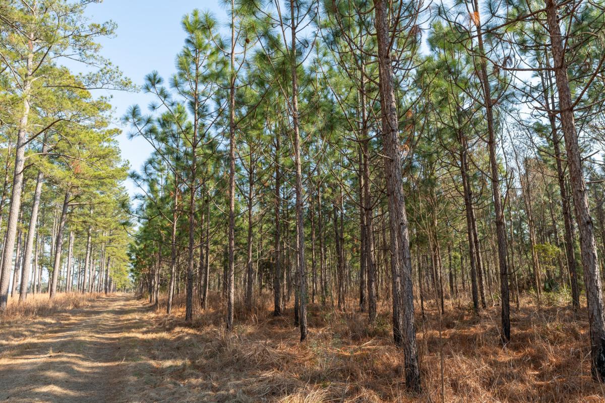 longleaf pine bush