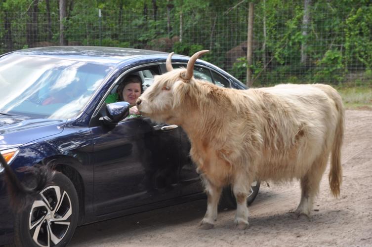 Safari park in Salley provides a family-friendly escape during ...
