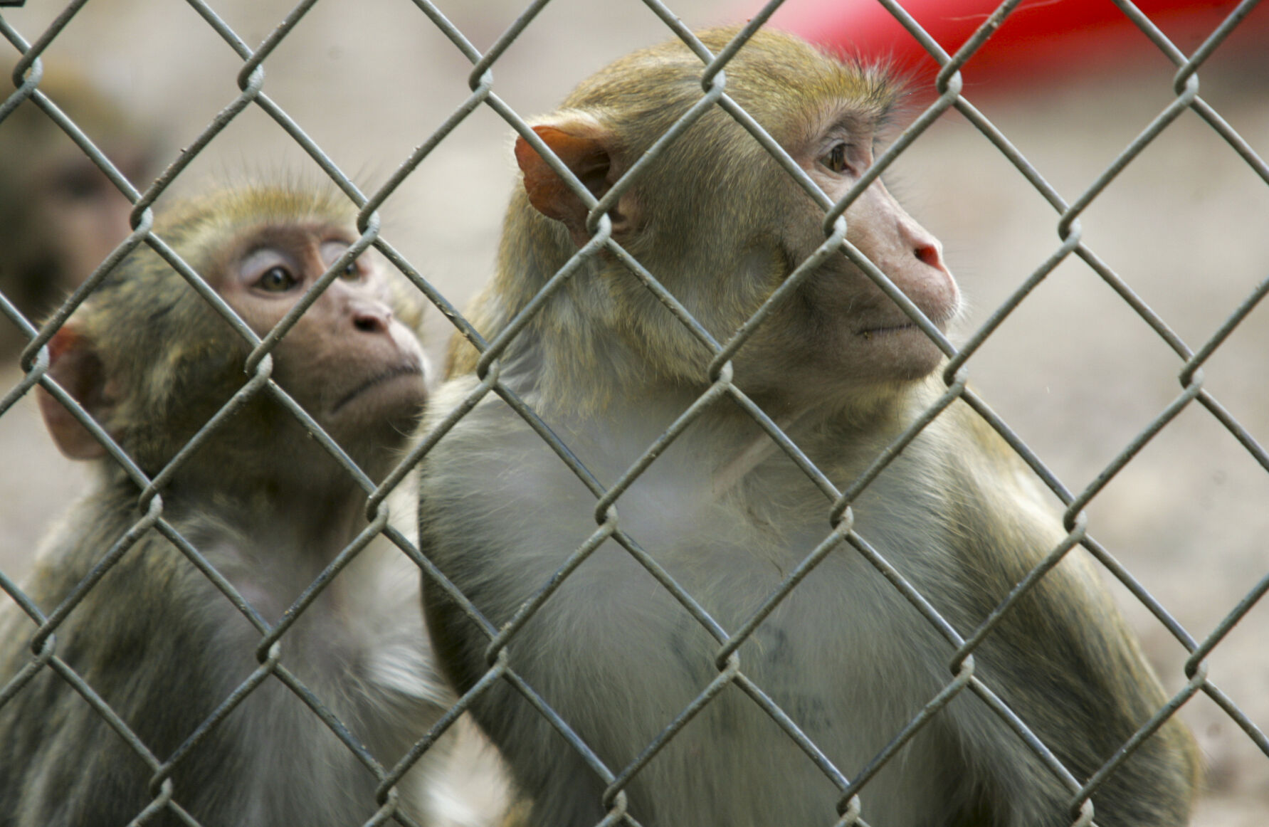 SC monkey farm expanding retirement services for primates