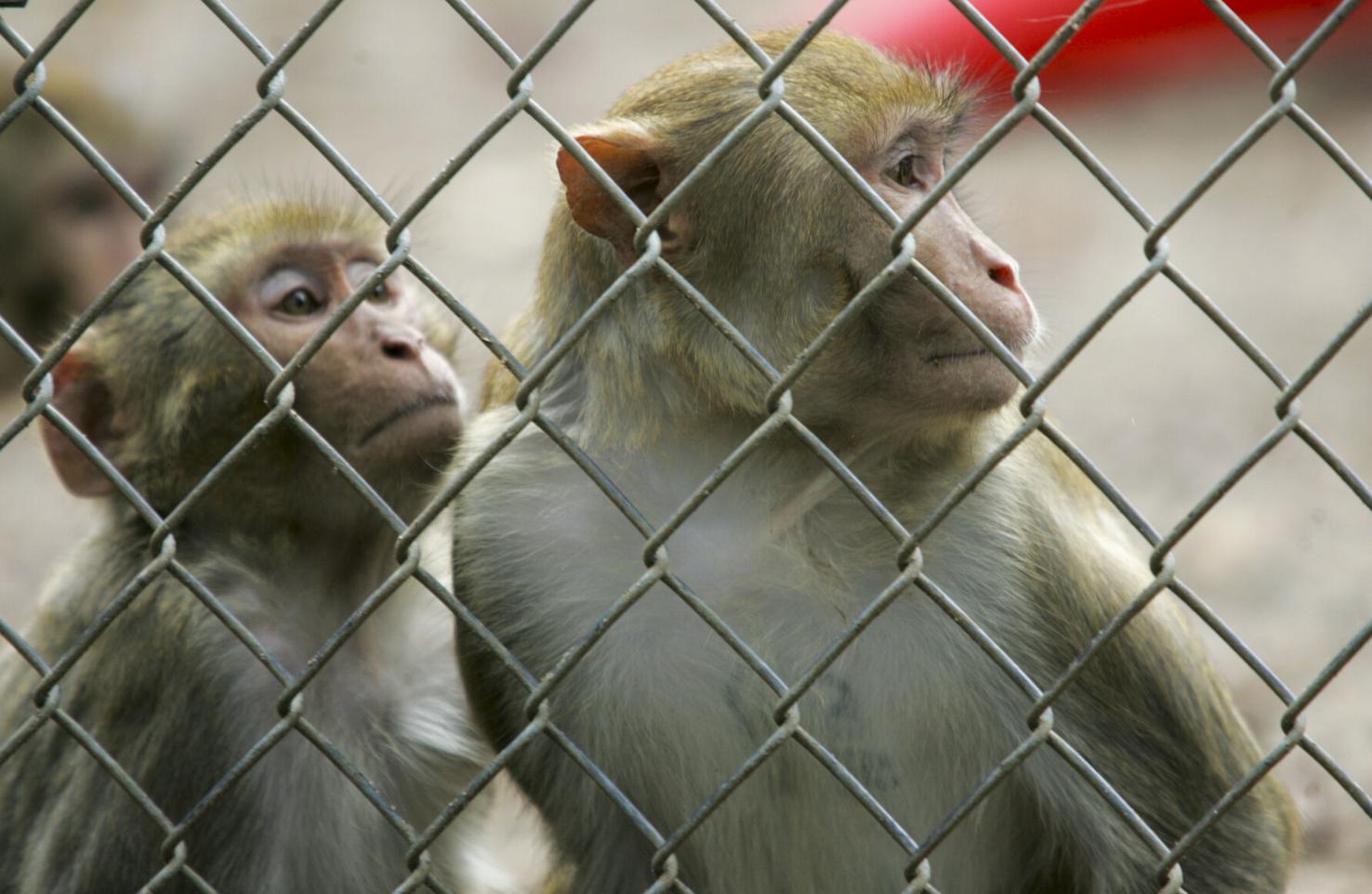 SC monkey farm expanding retirement services for primates