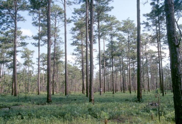 A History of Awendaw’s First Residents