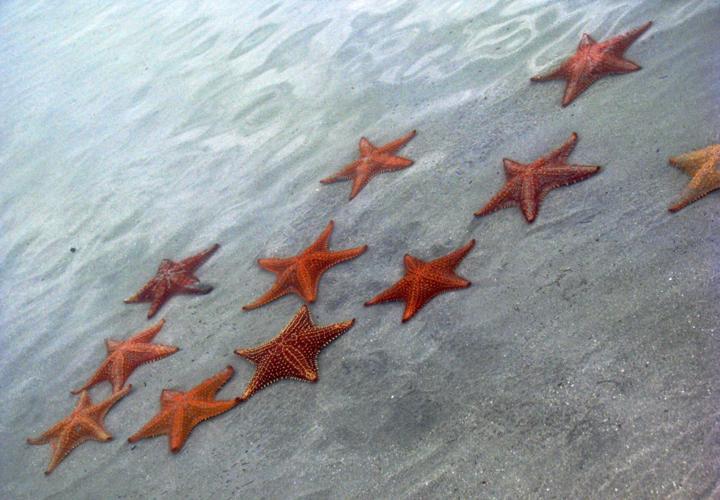 Reader photos: Stars | Features | postandcourier.com