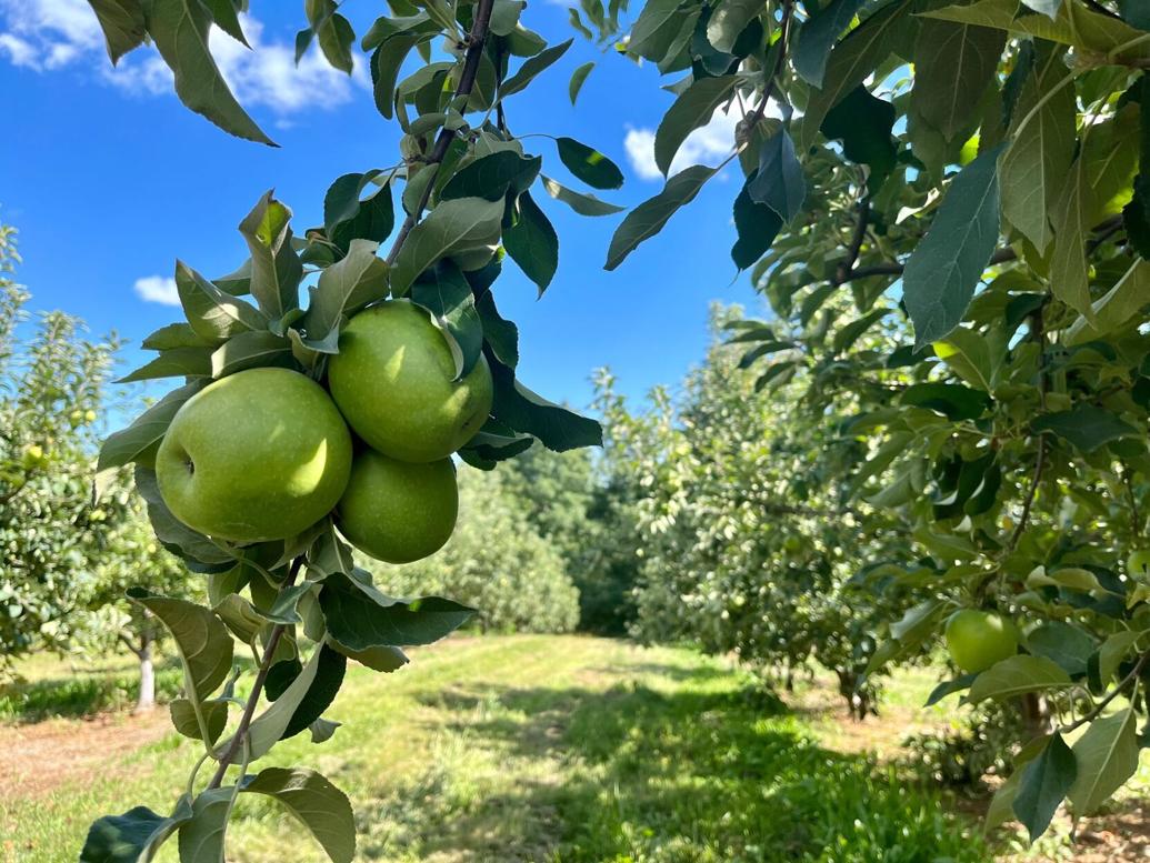 Where are the best orchards to go apple picking in SC?