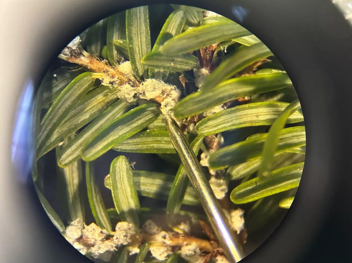 Treatments saving eastern hemlocks from woolly adelgid