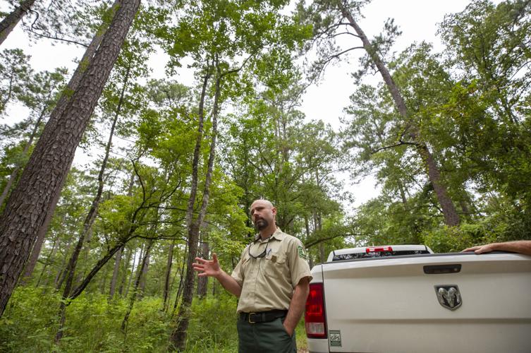 How Hurricane Hugo shaped Francis Marion National Forest