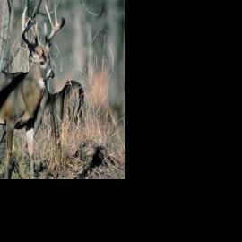 Deer hunting returns to Bonneau Ferry WMA