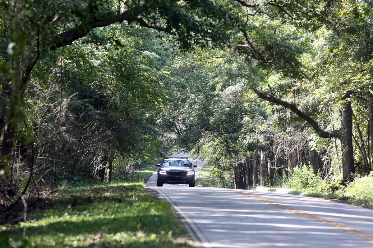 Hundreds of trees could be chopped along SC Highway 61 in disputed plan ...