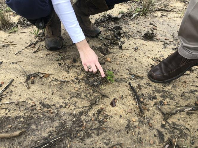 SC solar farms could create more habitat for native plants and animals