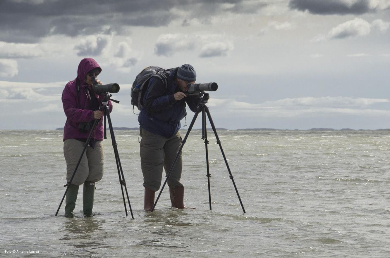 Red knot author to appear in Charleston with the birds | Arts and ...