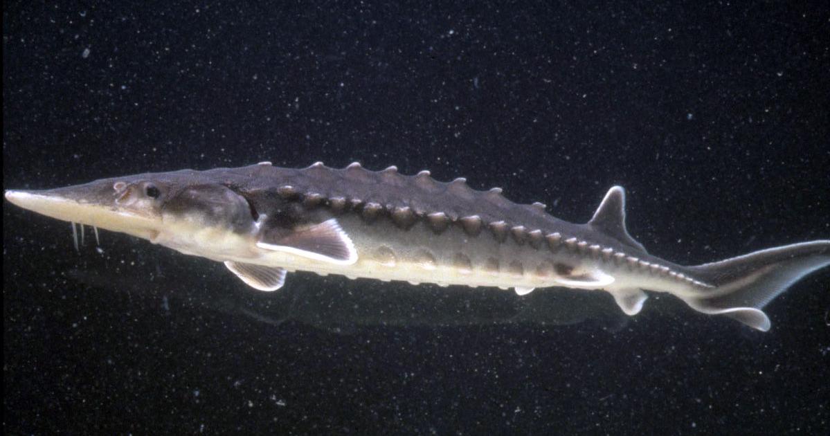 Santee Cooper settlement protects sturgeon habitat