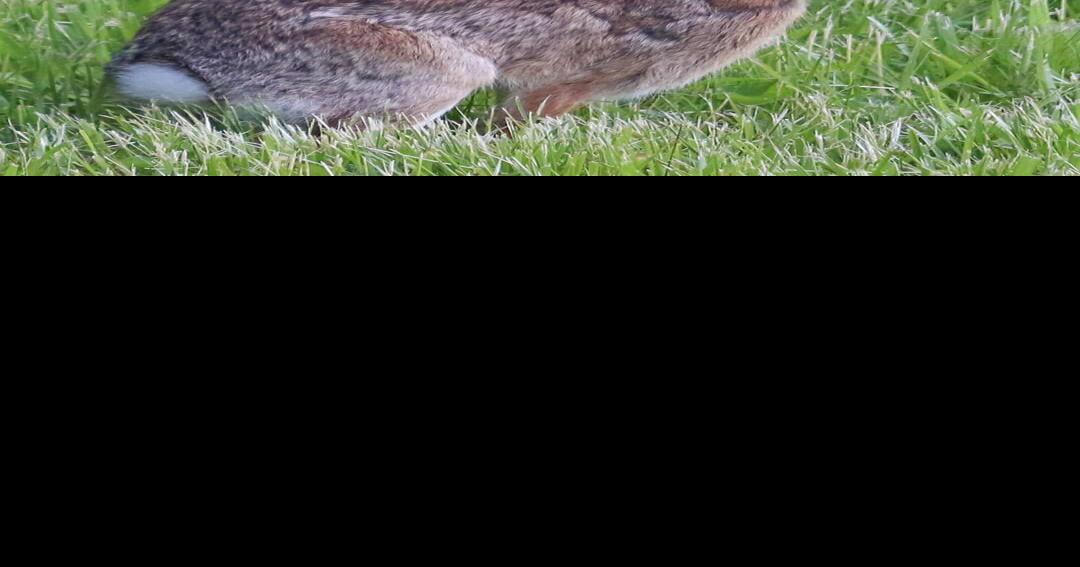 Rabbit virus detected for first time in SC | Greenville Health ...