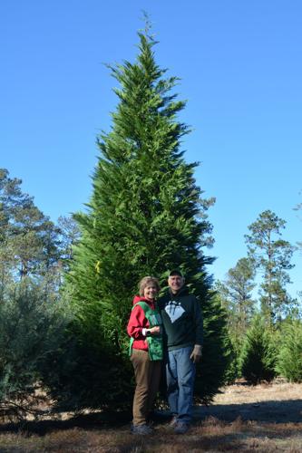 Family farm near Monetta focuses on Christmas trees all year