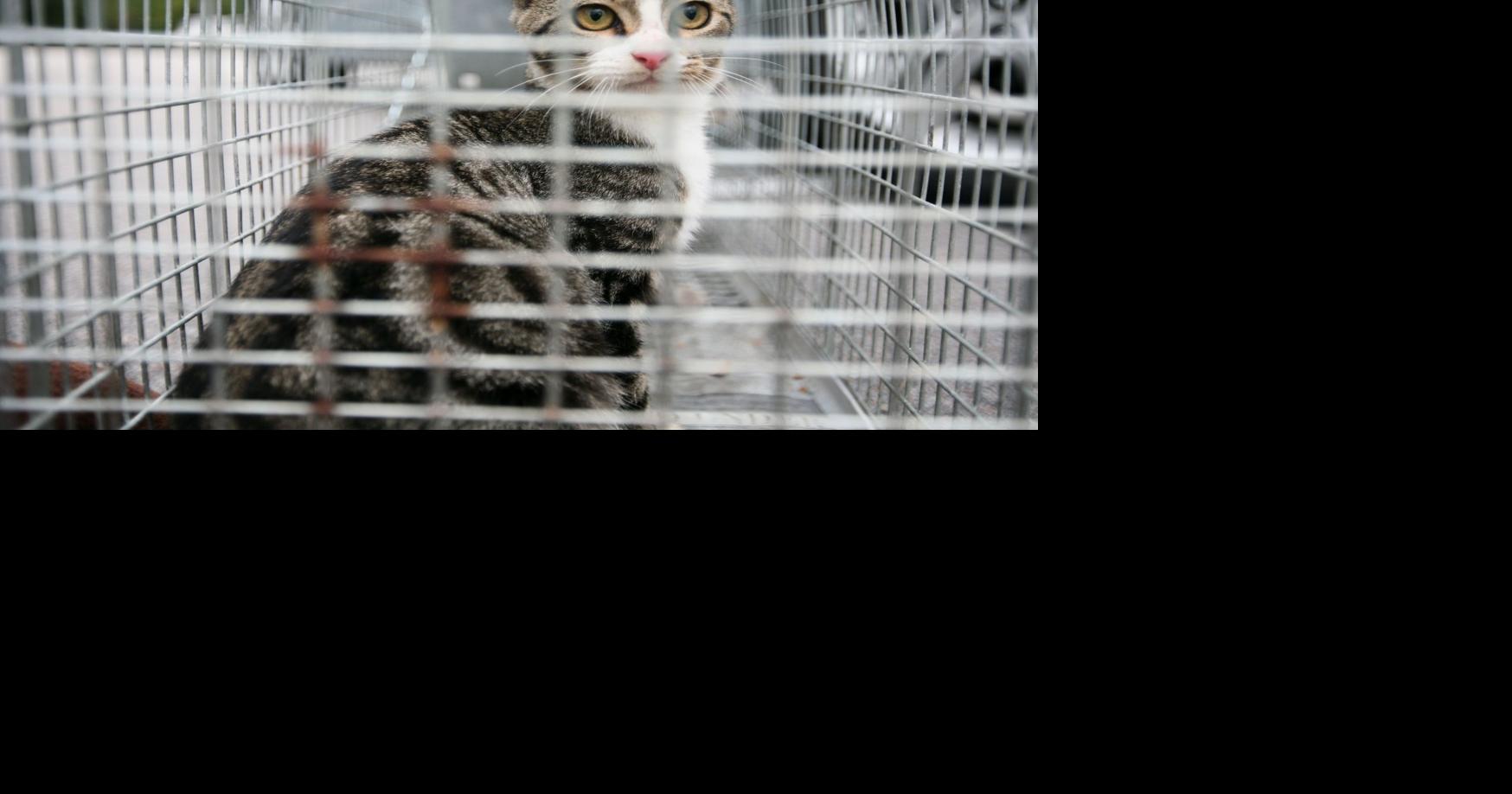 ANIMAL CONNECTION: Trap-Neuter-Return give feral cats chance for better ...
