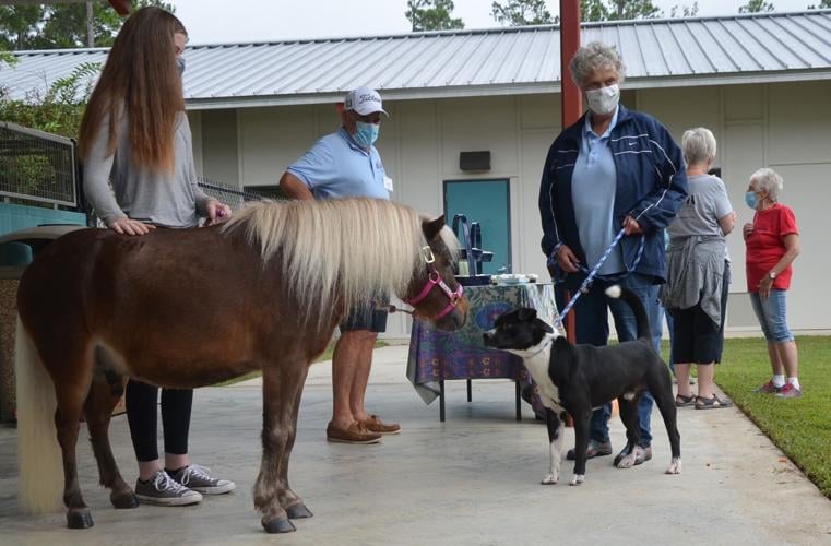 Local teen and her mini horse visit Aiken animal shelter to raise ...