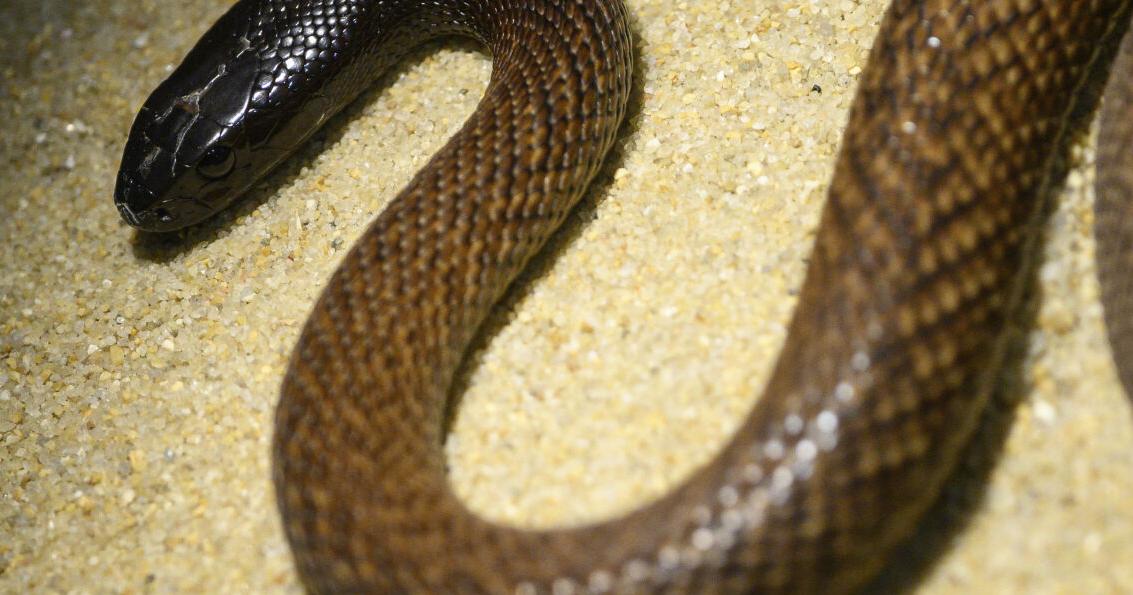 Florence man recovering after inland taipan snake bite