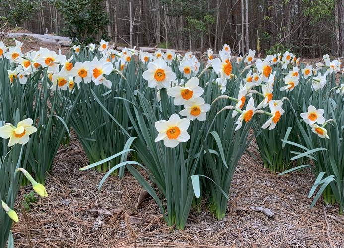 Fall is the perfect time to plant daffodils ahead of spring