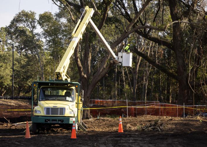 100-year-old oak tree to be relocated in Mount Pleasant