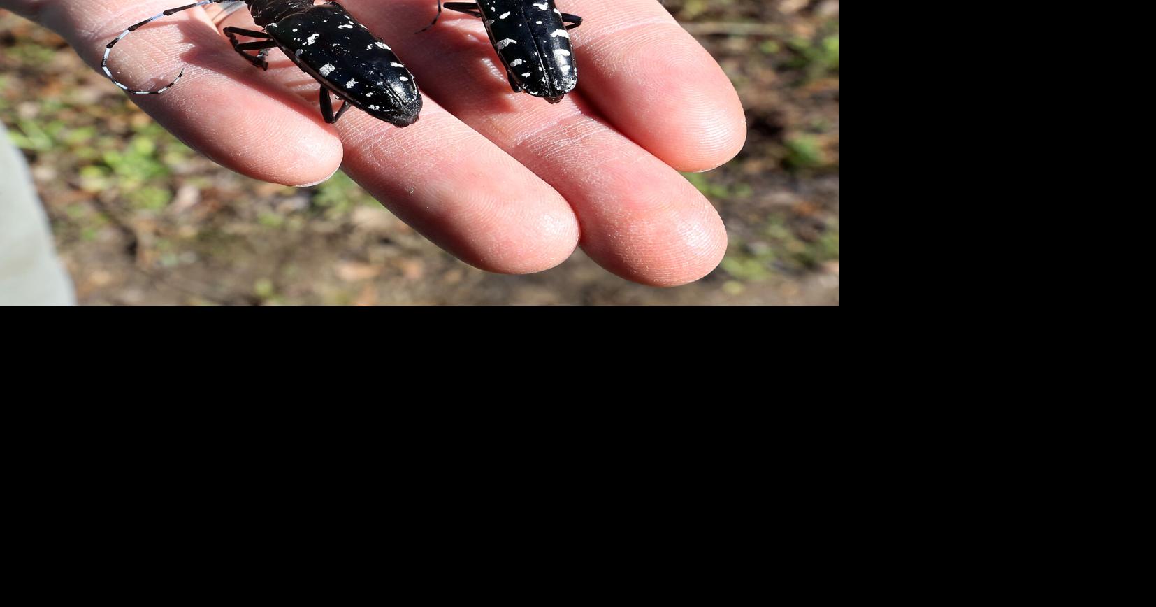 Asian longhorned beetles will begin chewing their way out of trees as ...